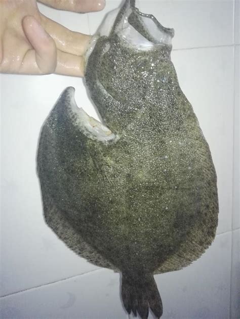 家常小菜——清蒸多寶魚做法 每日頭條