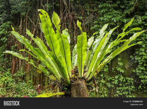 Asplenium Nidus