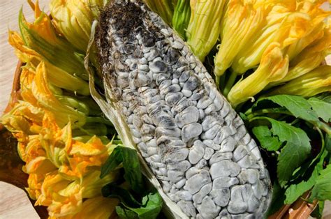 Flor De La Calabaza Y Maíz De Huitlacoche Foto de archivo Imagen de