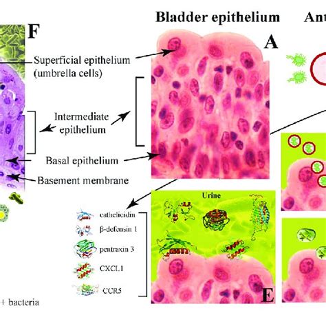 Pdf Uropathogenic Escherichia Coli Upec Infections Virulence