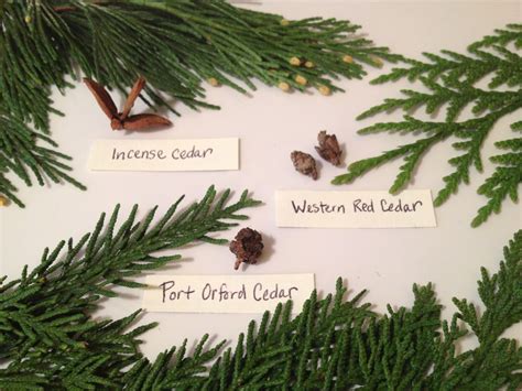 Cedar Tree Cones Identification