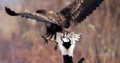 Catnip Is A Hell Of A Drug Imgur