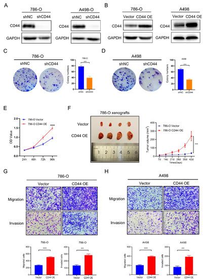 CD44 Is Associated with Poor Prognosis of ccRCC and Facilitates ccRCC ...