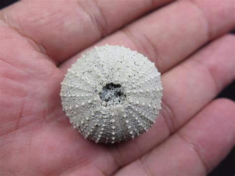 Echinoid Fossil