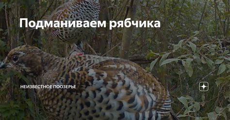 Подманиваем рябчика Неизвестное Поозерье Дзен