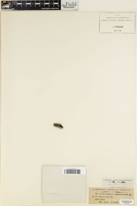 Consortium Of Lichen Herbaria Detailed Collection Record Information