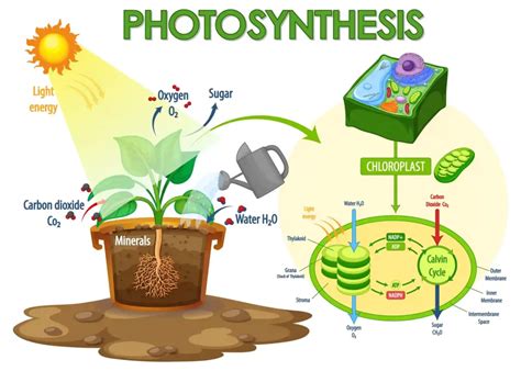 Proses Fotosintesis Energi Hijau Dari Tumbuhan Untuk Kehidupan