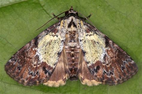 Dyops Telharsa · Inaturalist