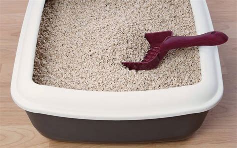 How To Litter Train Your Rabbit Shed Happens