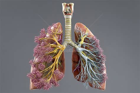 인간 폐 해부학