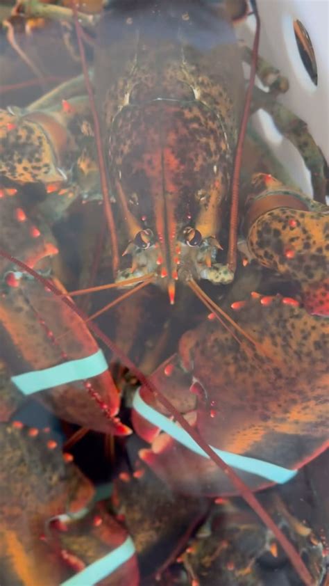 Libbys Lobsters Libbys Lobsters • Instagram Photos And Videos