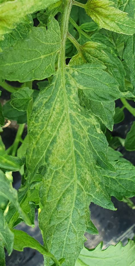 Tomatodisease Instance Segmentation Dataset By Project Dtrfz