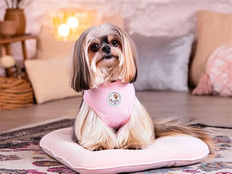 Top 15 Best Therapy Dog Breeds For Anxiety And Mental Health