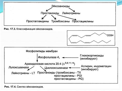 Биосинтез жирных кислот и триацилглицеролов Обмен липидов Лекция 13