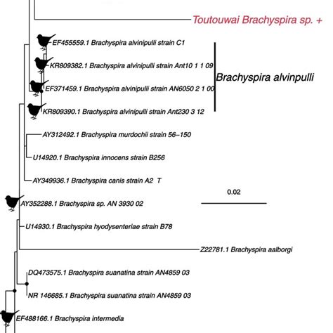 Phylogeny Of The Bacterial Genus Brachyspira Based On The 16s Rrna
