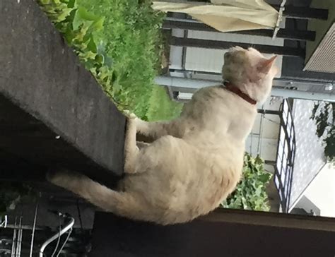 迷子ネコが家に来ます。
