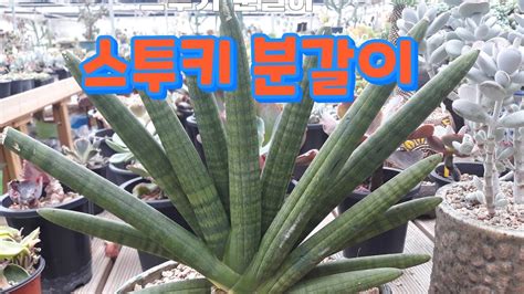 다육이 식물 키핑장 다육이 여름나기 스투키 분갈이 Youtube