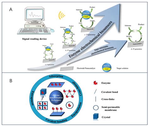 Immobilization Of Enzyme Electrochemical Biosensors And Their Application To Food Bioprocess