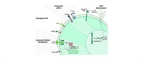 Crispr Gene Editing In Nk Cells Several Gene Ko In Nk Cells Have