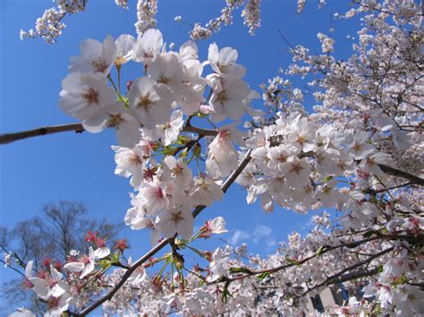 ぽちたま Blog 桜の季節になりました
