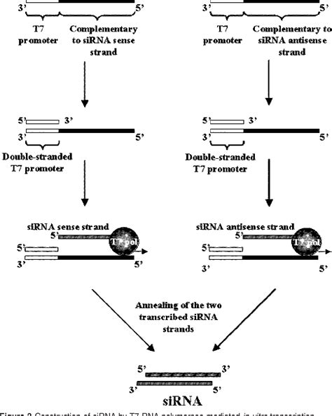 Figure 3 From Rna Interference And The Use Of Small Interfering Rna To Study Gene Function In Figure 3 From Rna Interference And The Use Of Small Interfering Rna To Study Gene Function In