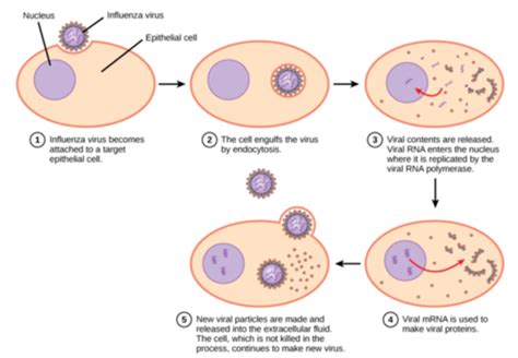 Bio Exam Module Flashcards Quizlet