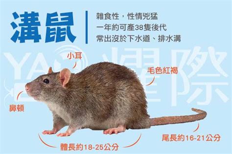 老鼠防治 捕鼠專家 滅鼠公司推薦 耀際病媒防治科技