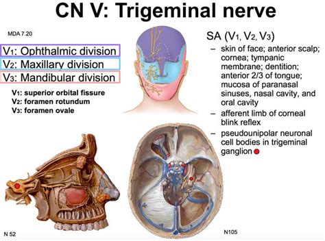 Trigeminal Nerve Medizzy
