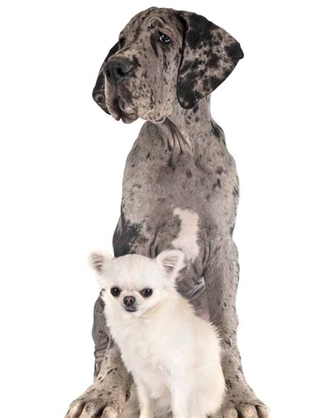 Great Dane Chihuahua Mix Chi Dane Dane Facts And Pictures