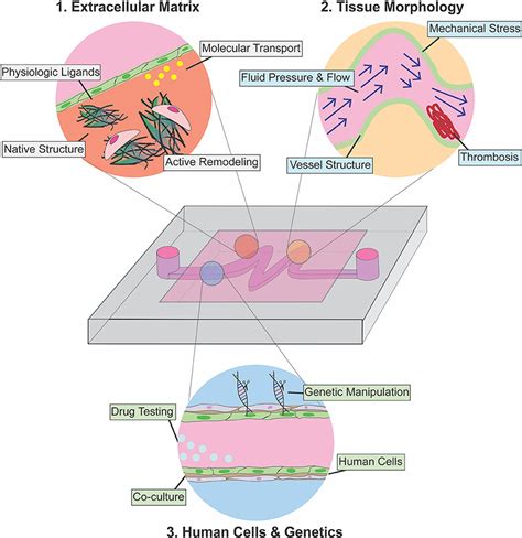 Frontiers Microfluidic And Organ On A Chip Approaches To Investigate