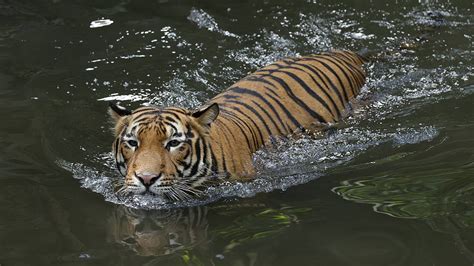 Meet The Malayan Tiger At The Rock Cascade Rainforest Wild Asia Eng