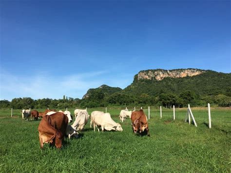 Photo Gallery เกษียณในวัย 30 ได้เพราะ “ไลฟ์ขายวัว” ถอดหมวกวิศวกรลุยฟาร์ม ฟันหลักล้าน เดือน