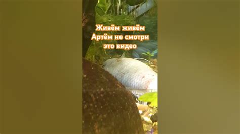 РЫБА НЕ УМЕРАЙ Youtube