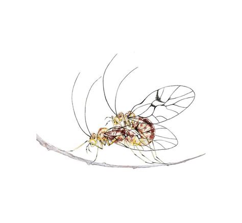 The Bizarre Sex Lives Of Insects Popular Science