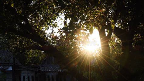 Beautiful Summer Evening In Garden Sun Rays Break Through Foliage Of