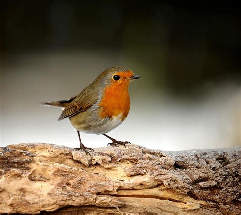 3000 Free Robin And Bird Images Pixabay