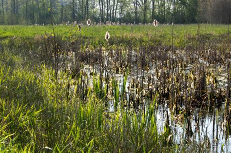 Effective Weed Control Safeguarding Forests From Invasive Species