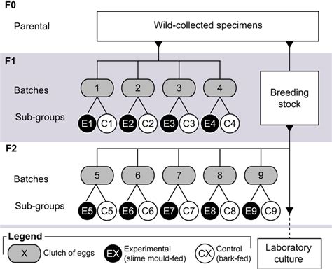 Diagrammatic Representation Of The Experimental Design Used In This