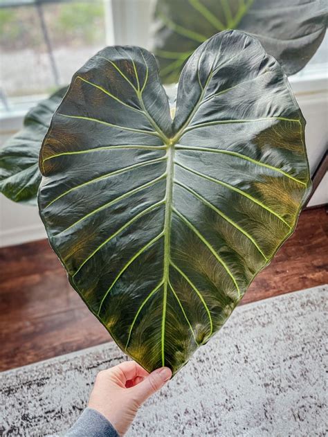 Alocasia Regal Shield Variegated Plants Plant Leaves Plant Lover