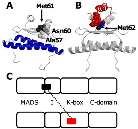 Combining Predicted Protein Protein Interaction Motifs And Modeled