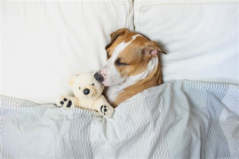 Do Dogs Have Nightmares Mad Paws