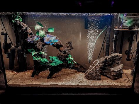 My Wifes Electric Blue Acara Tank Managed To Get A Breeding Pair From