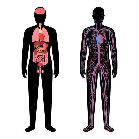 Premium Vector Circulatory System Concept