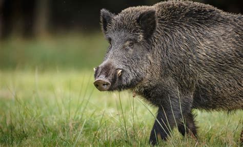 Eating Wild Boar Meat Dartagnan