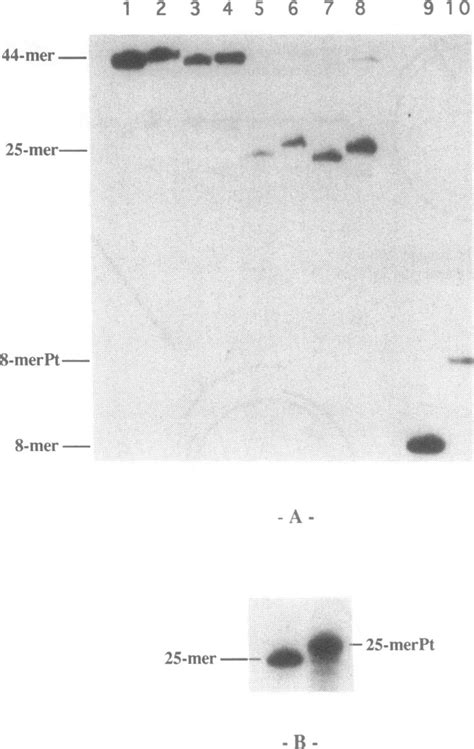 Mutagenesis In Monkey Cells Of A Vector Containing A Single Dgpg Cis