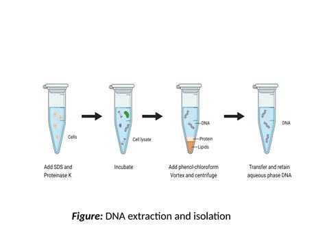 Dna Extraction Pptx Protocol By Taimoor Khan Pptx
