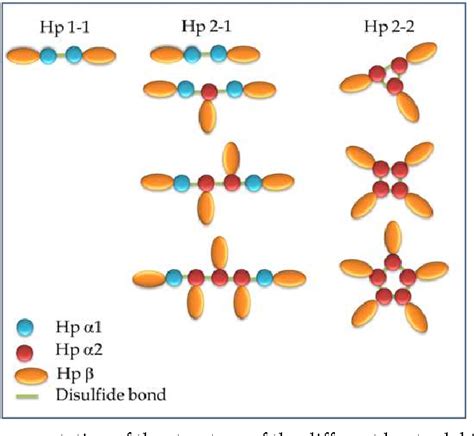 Figure 1 From 10 Haptoglobin Function And Regulation In Autoimmune Diseases Semantic Scholar