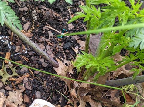 How To Remove Poison Hemlock In The Backyard Garden