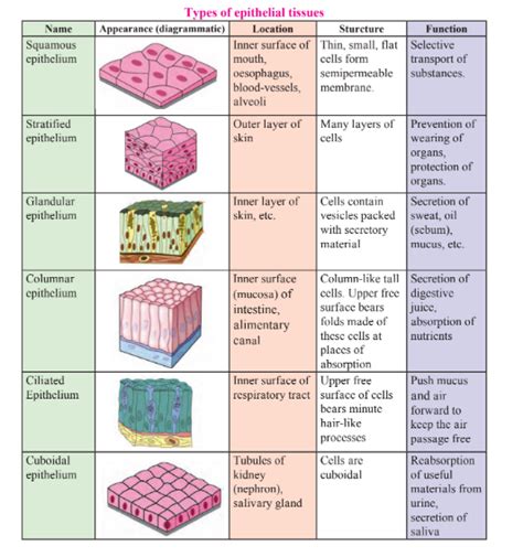 Pin By Zainaballahyar On Mmm Basic Anatomy And Physiology Tissue
