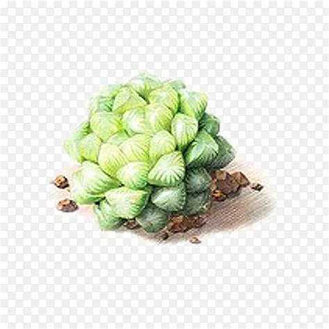 多肉的故事png图片素材下载图片编号10013018 Png素材网